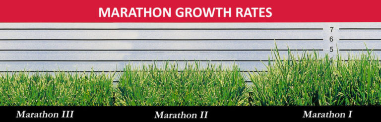 Marathon™ Sod - Riverside Sod Farm